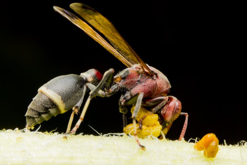 Macro, Grote Wesp Op Dunne Tak Stock Foto - Afbeelding bestaande uit ...
