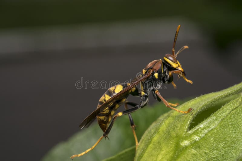 Gestreepte Wesp Met Uitgebreide Vleugels Op Een Groen Blad Stock ...