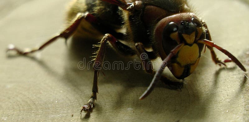 Wesp of Horzel, Insect Van Ordehymenoptera En Suborder Apocrita Die ...