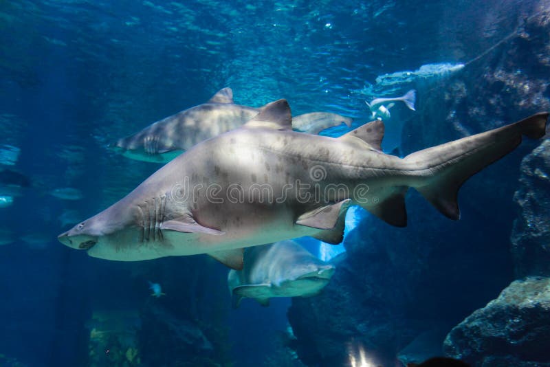 Grote witte haai stock foto. Image of wild, reus, onderwater - 24132730