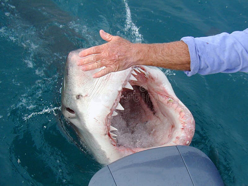 Grote Witte Haai stock foto. Afbeelding bestaande uit lunge - 4592114