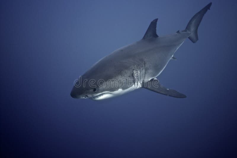 Grote Witte Haai stock afbeelding. Image of kleurrijk - 75391285