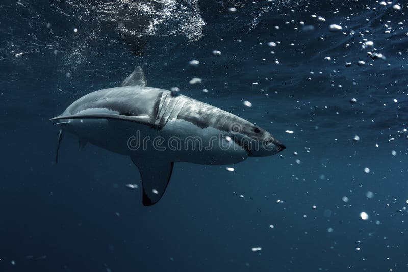 Grote Witte Haai stock foto. Image of jager, fotografie - 75896802
