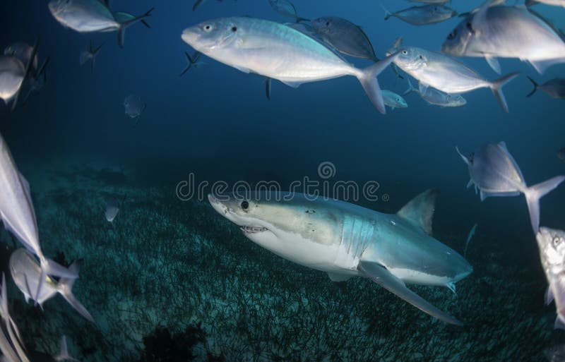 De Haai van de baby stock afbeelding. Image of roofdier - 7143355