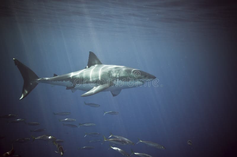 Grote Witte Haai stock foto. Image of kieuwen, haai, oceaan - 8481654
