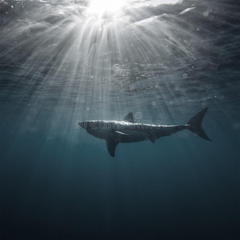 Grote Witte Haai Onderwater Stock Afbeelding - Image of majestueus ...