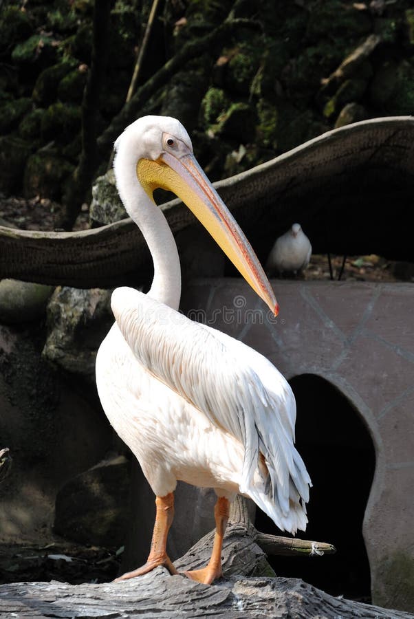 Grote witte pelikaan stock afbeelding. Image of kleurrijk - 33054339