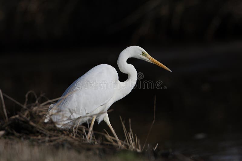 Grote witte reiger stock afbeelding. Image of geconcentreerd - 13723211