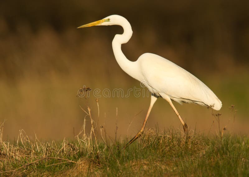 Grote witte reiger stock foto. Image of visser, vogel - 19578188