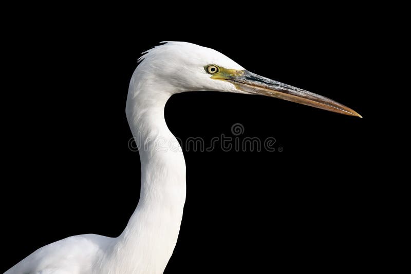 Grote Witte reiger stock afbeelding. Image of lang, oceaan - 21849073