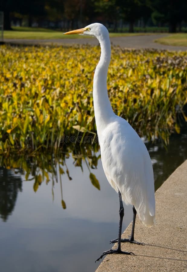 Grote Witte Reiger stock foto. Image of water, gouden - 4257078