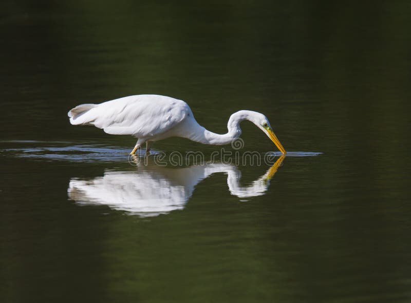Grote Witte Reiger Tijdens De Jacht Stock Foto - Image of ...