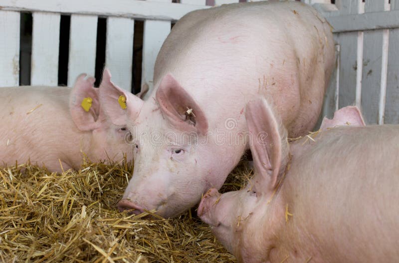 Grote Witte Varkens Whith Biggetjes in Pen Stock Foto - Image of ...