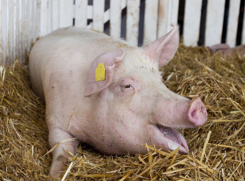 Grote witte varkens in pen stock afbeelding. Image of varkensvlees ...