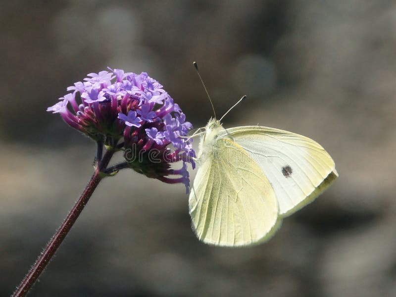 Grote witte vlinder stock foto. Afbeelding bestaande uit groot - 12888738