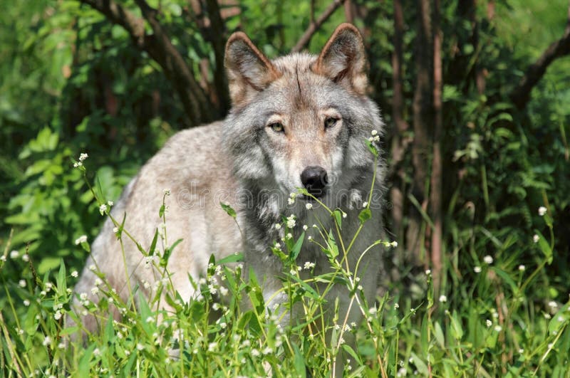 Wolf in bos stock afbeelding. Image of wild, dier, bloem - 26220399