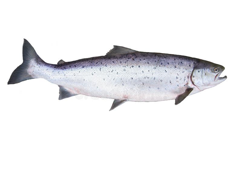 Close-up Van Twee Paaiende Zalmen in Een Rivier in Alaska, VS Stock ...