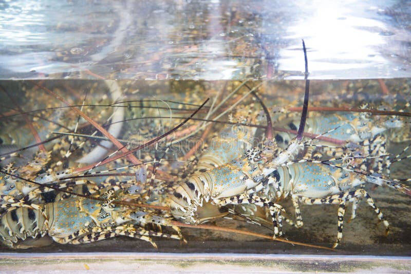 Grote Zeekreeft in Vissenvijvers Vers Voor Het Koken Stock Afbeelding ...