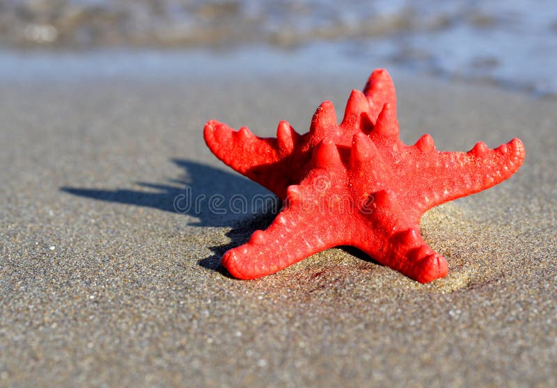 Grote Zeester Die Op Tropisch Overzees Strand Liggen Stock Foto - Image ...