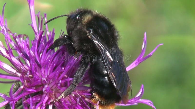 Grote Zwarte Hommel Op Wilde Bloem Stock Footage - Video of gevaarlijk ...