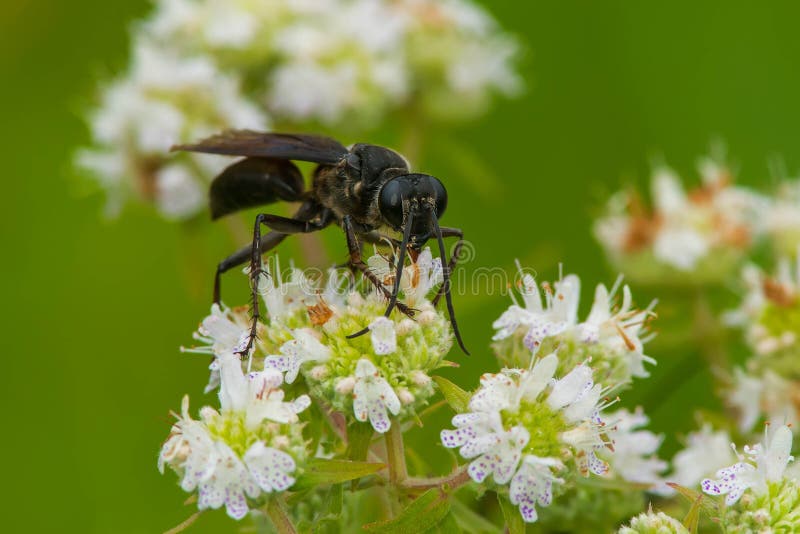 Grote Zwarte Wesp stock foto. Image of toronto, stedelijk - 46490782