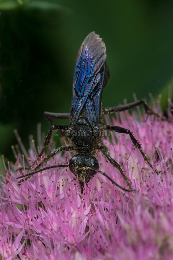 Grote Zwarte Wesp stock foto. Image of toronto, stedelijk - 46490782