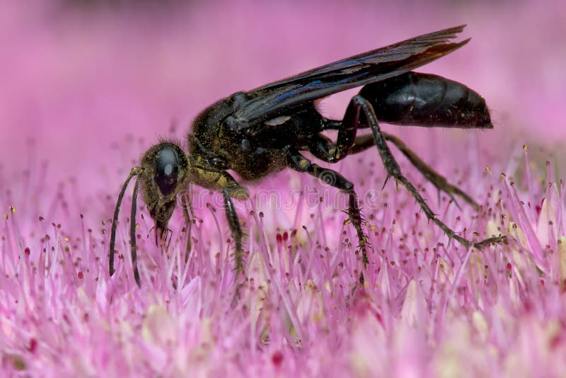 Grote Zwarte Wesp stock foto. Image of toronto, stedelijk - 46490782