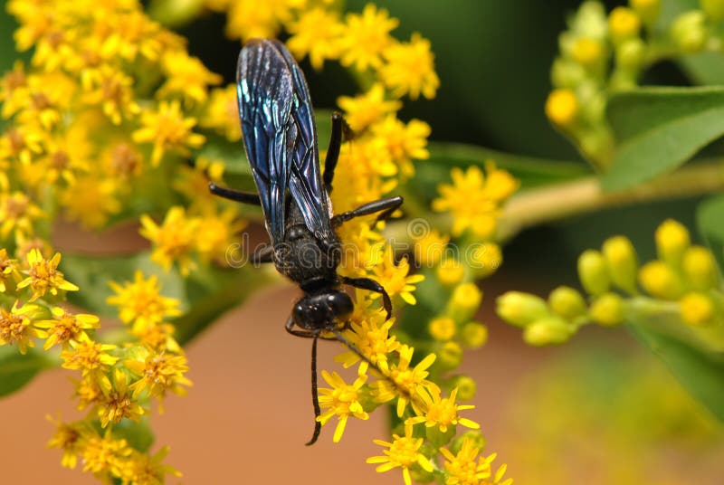 Zwarte Wesp Op Groen Blad in De Tak Van De Plant in De Tuin ...