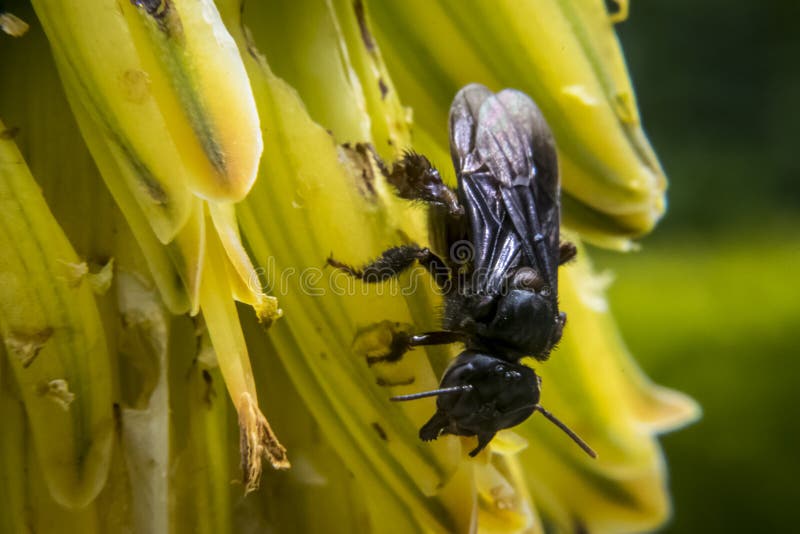 Grote Zwarte Wesp Op Bloemen Stock Afbeelding - Image of groot, bloem ...
