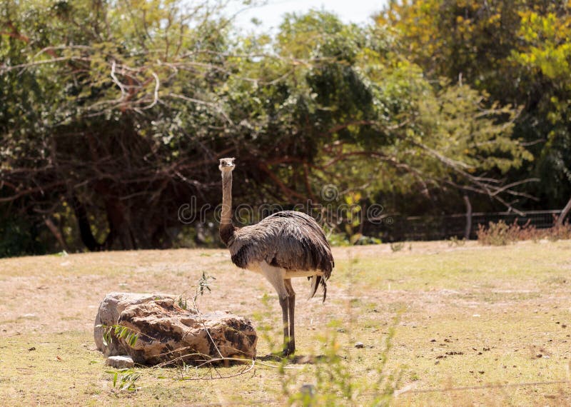 Grotere Rhea Americana Nandu-vogel Stock Afbeelding - Image of tribunes ...