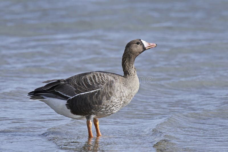 Grotere White-fronted Gans Anser Albifrons Stock Foto - Image of fauna ...