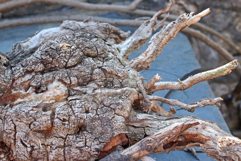 GROTESQUE PIECE of TREE ROOT with UNEVEN TEXTURE Stock Image - Image of ...