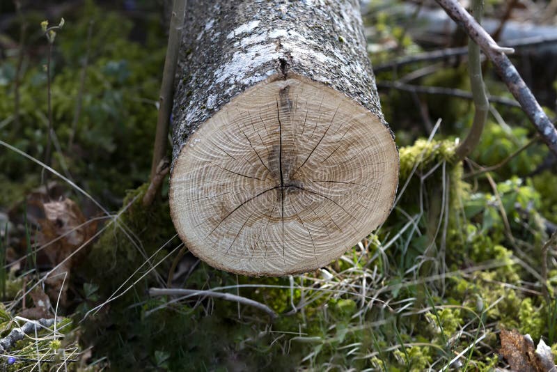 Groth Rings on a Cut Down Tree Stock Photo - Image of ring, aged: 177934610