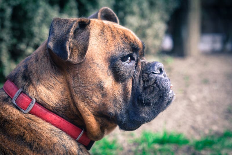 Grouchy Boxer Dog Stock Photos - Free & Royalty-Free Stock Photos from ...