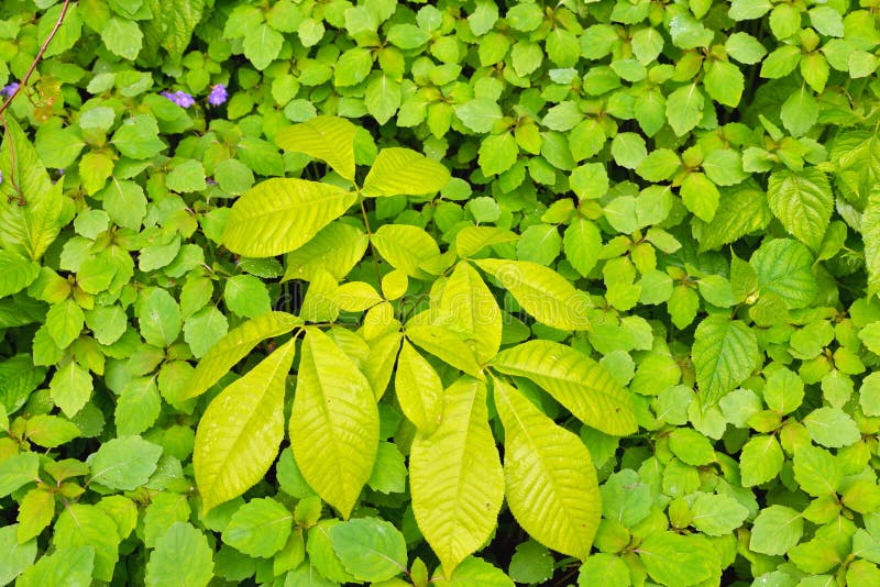 Groud Cover Patterns Stock Photos - Free & Royalty-Free Stock Photos ...