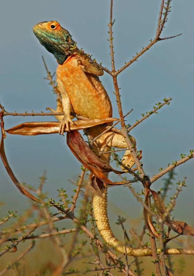 150+ Agama Free Stock Photos - StockFreeImages
