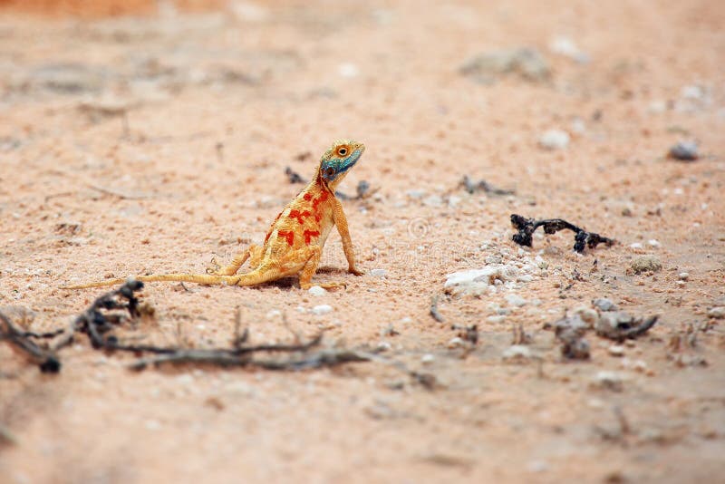 The Ground Agama Agama Aculeata in the African Desert Stock Photo ...