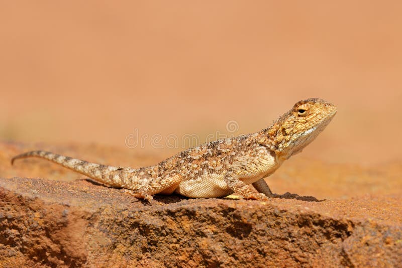 Ground Agama Sitting on a Rock Stock Image - Image of small, reptile ...