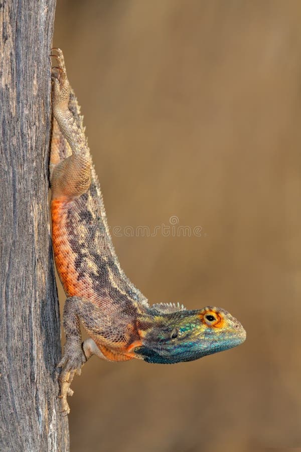 Ground agama stock image. Image of wild, reptilian, south - 22853513
