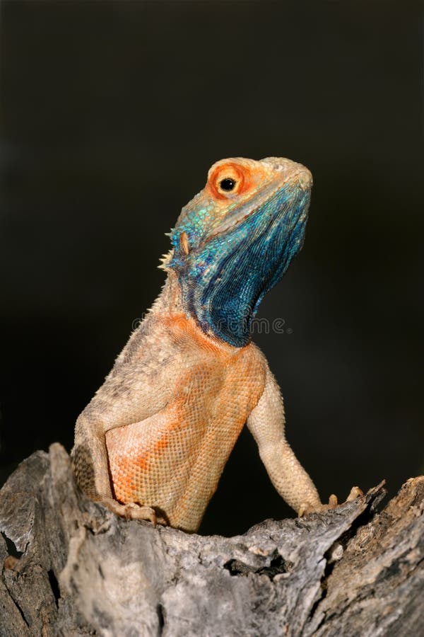 Ground agama stock image. Image of wild, reptilian, south - 22853513