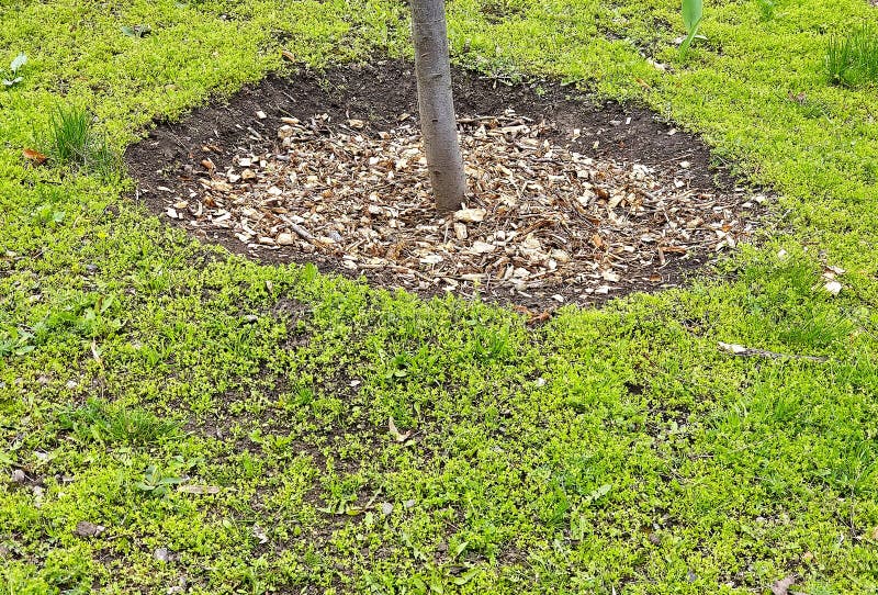 The Ground Around the Young Tree is Sprinkled with Wood Chips for ...