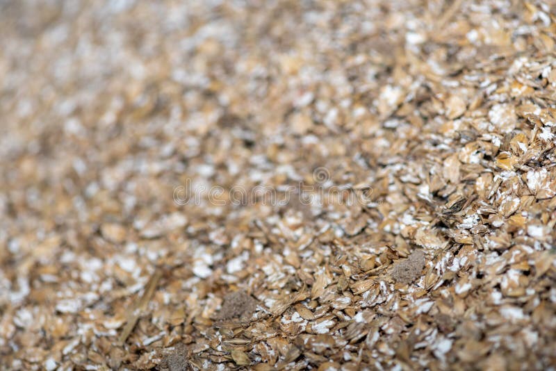 Ground Barley (hordeum Vulgare Stock Image - Image of color, ingredient ...