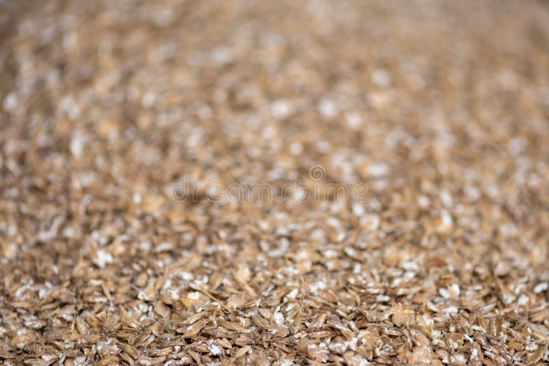 Ground Barley (hordeum Vulgare Stock Photo - Image of farm, colour ...