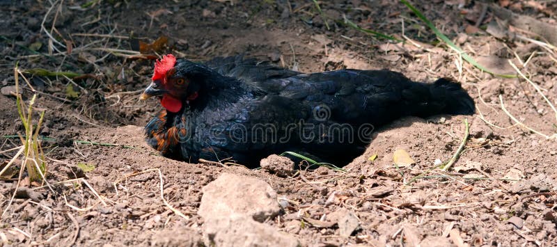Ground bathing hen stock photo. Image of pets, black - 179722332
