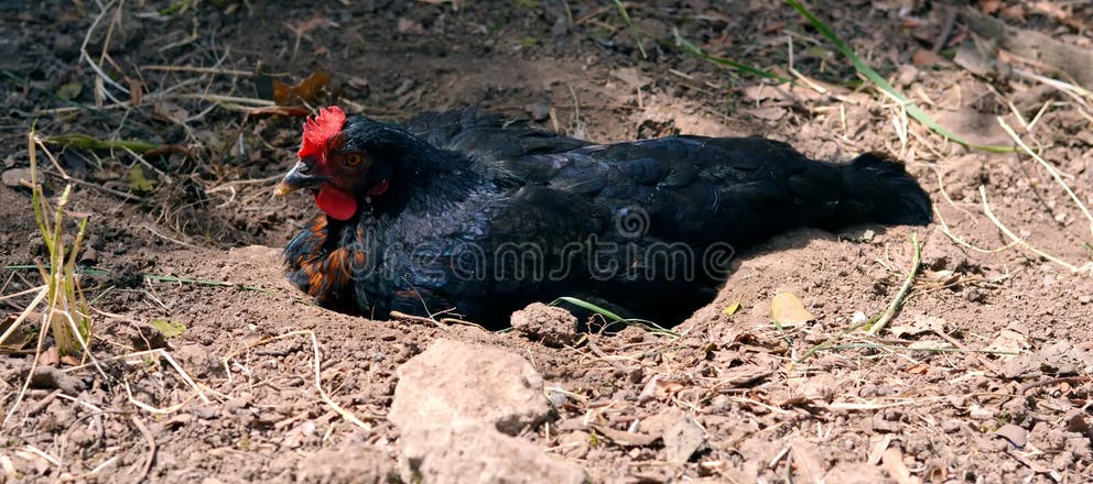 Ground bathing hen stock photo. Image of pets, black - 179722332