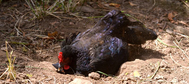 Ground bathing hen stock image. Image of shake, warm - 179722451