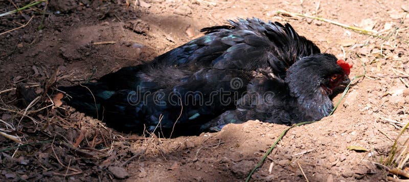 Ground bathing hen stock image. Image of laying, brown - 179722841
