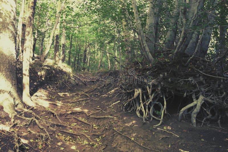 Ground Beech Woods With Bare Roots On Hiking Trail In Etna Park Stock ...