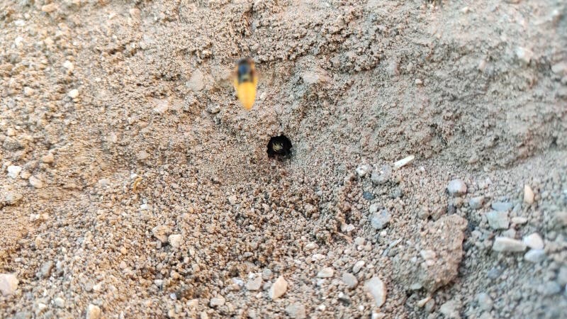 Ground Bees Become Active in Early Spring. Stock Photo - Image of ...