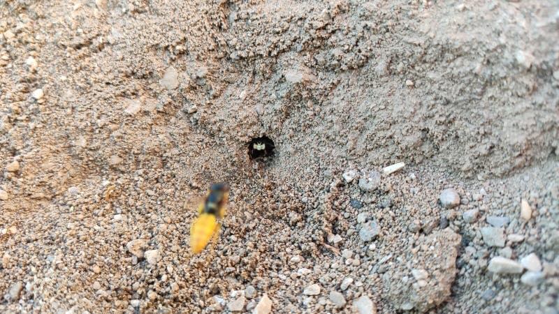 Ground Bees Become Active in Early Spring. Stock Photo - Image of ...